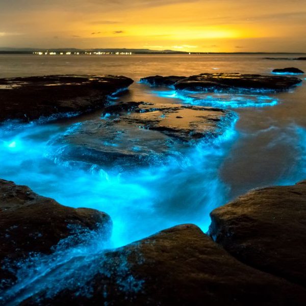 Bioluminescent Bays in Puerto Rico and the World (+ Map) - Eco Lodges ...