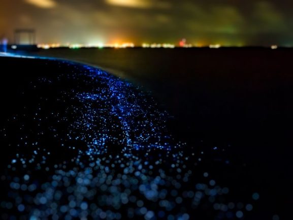 Bioluminescent Bays in Puerto Rico and the World (+ Map) - Eco Lodges ...