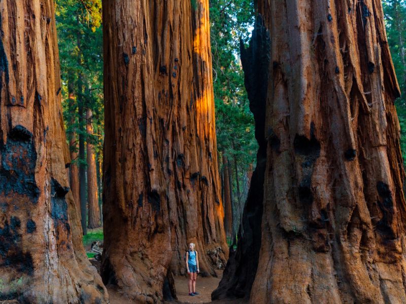Ranking The 9 National Parks in California - Eco Lodges Anywhere