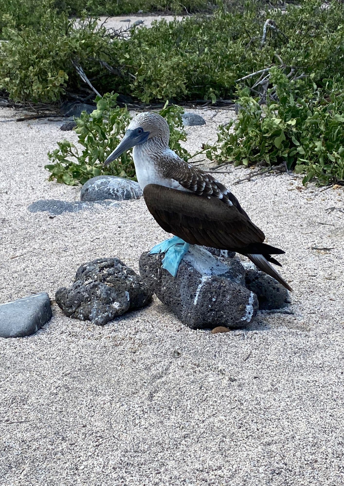 18 Galapagos Animals You Can Actually See - Eco Lodges Anywhere