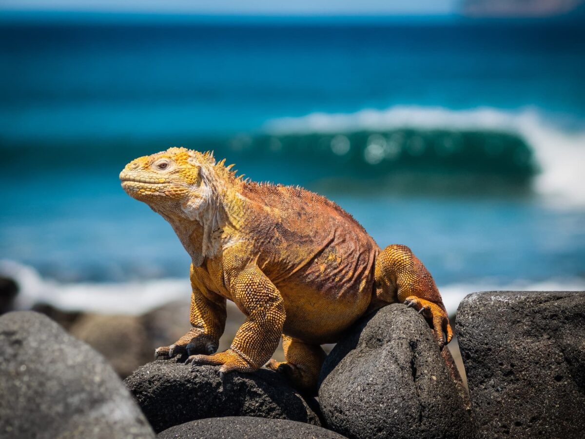 11 Rare Animals in the Wild, Best Places to Spot Them in 2026 - Eco ...