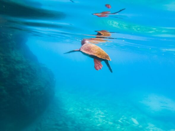 Beaches Best Known For Turtle Watching Around the World - Eco Lodges ...