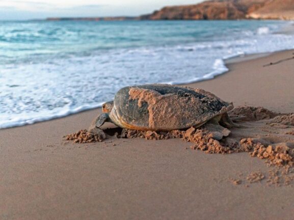 Beaches Best Known For Turtle Watching Around the World - Eco Lodges ...
