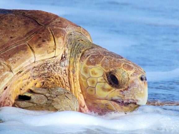 Beaches Best Known For Turtle Watching Around the World - Eco Lodges ...