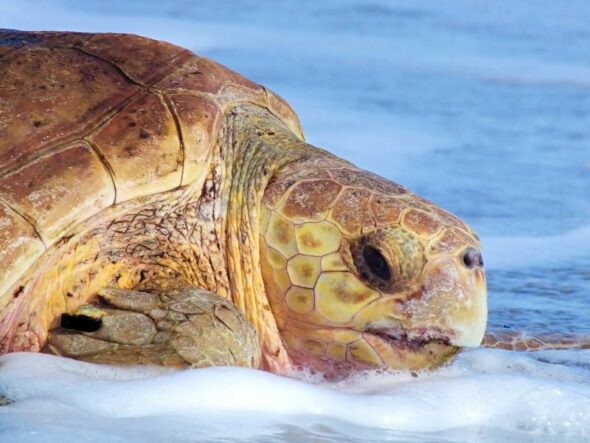 Beaches Best Known For Turtle Watching Around the World - Eco Lodges ...