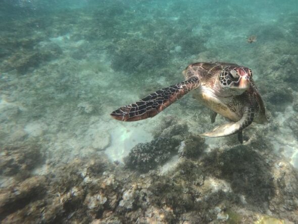 Beaches Best Known For Turtle Watching Around the World - Eco Lodges ...