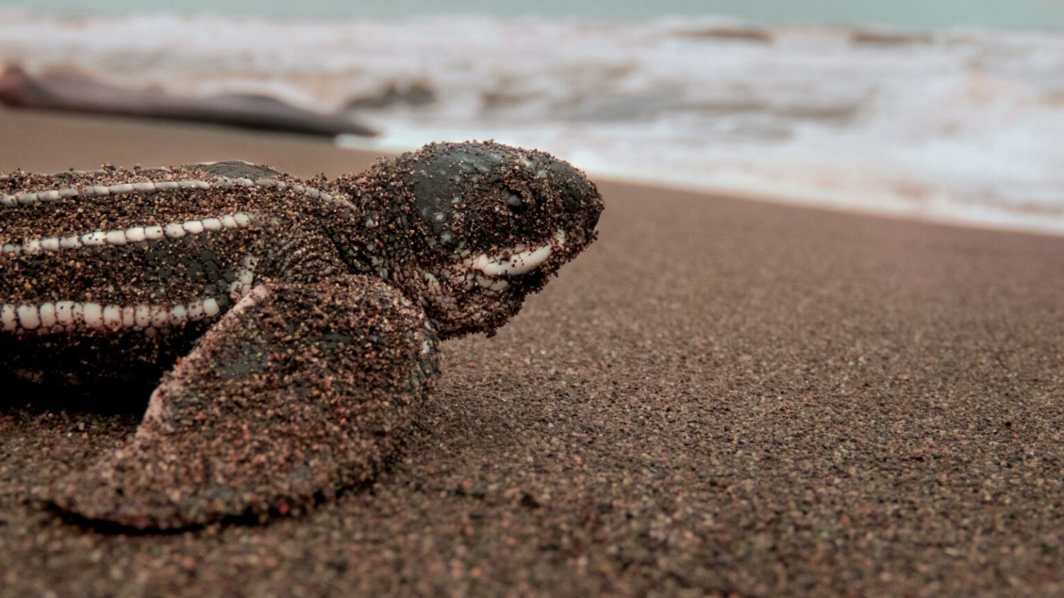 Beaches Best Known For Turtle Watching Around the World - Eco Lodges ...