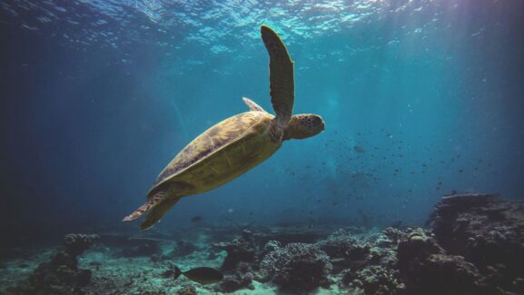 Beaches Best Known For Turtle Watching Around the World - Eco Lodges ...