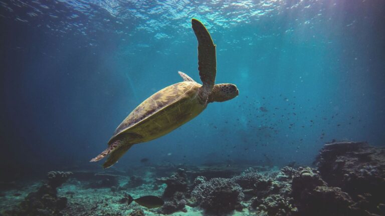 Beaches Best Known For Turtle Watching Around the World - Eco Lodges ...