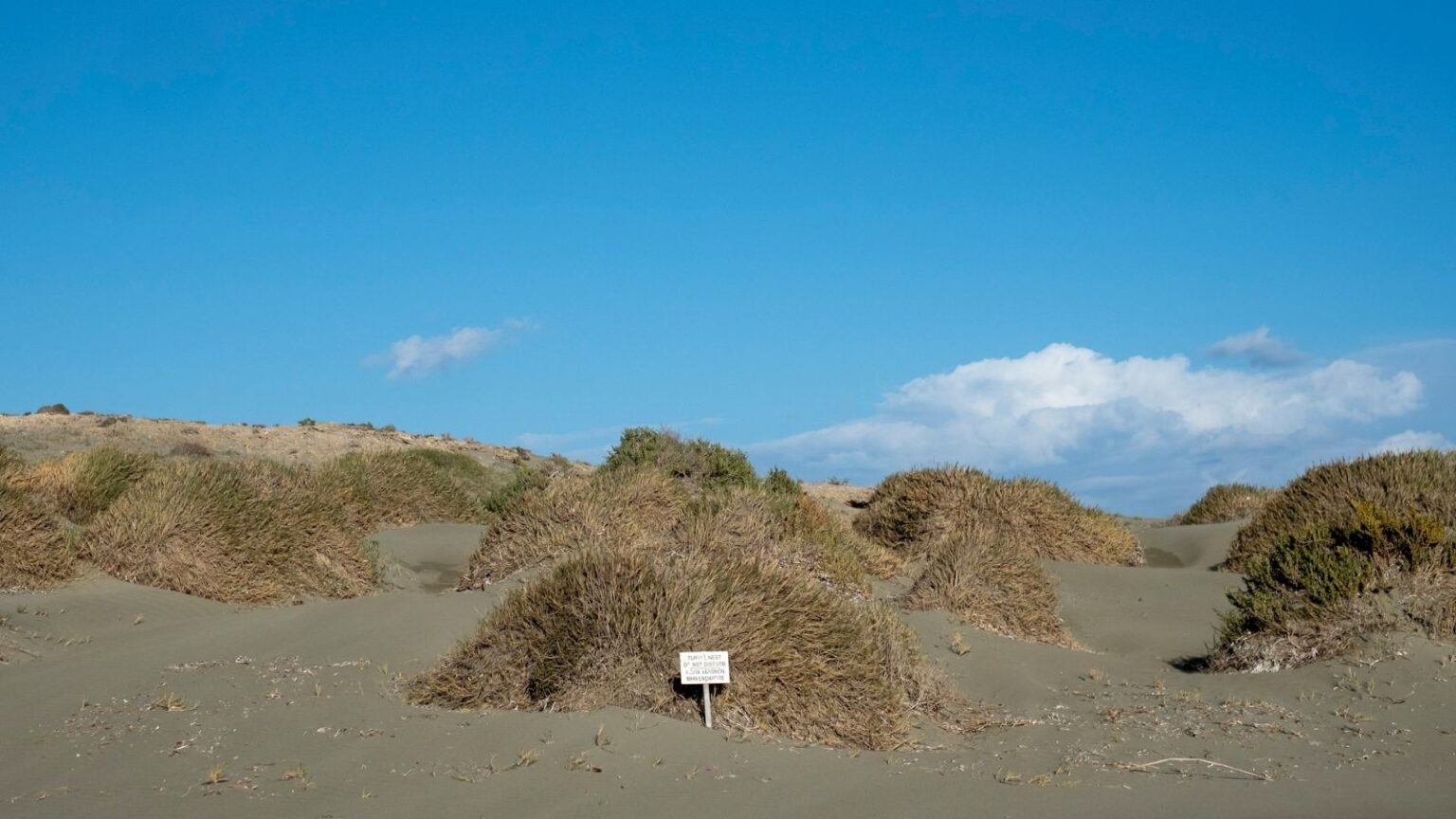 Beaches Best Known For Turtle Watching Around the World - Eco Lodges ...