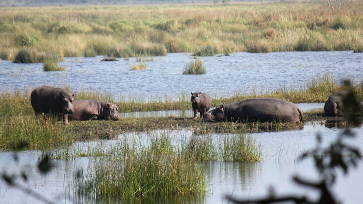 All 42 South African Game Reserves (Facts, Info, Map) - Eco Lodges Anywhere