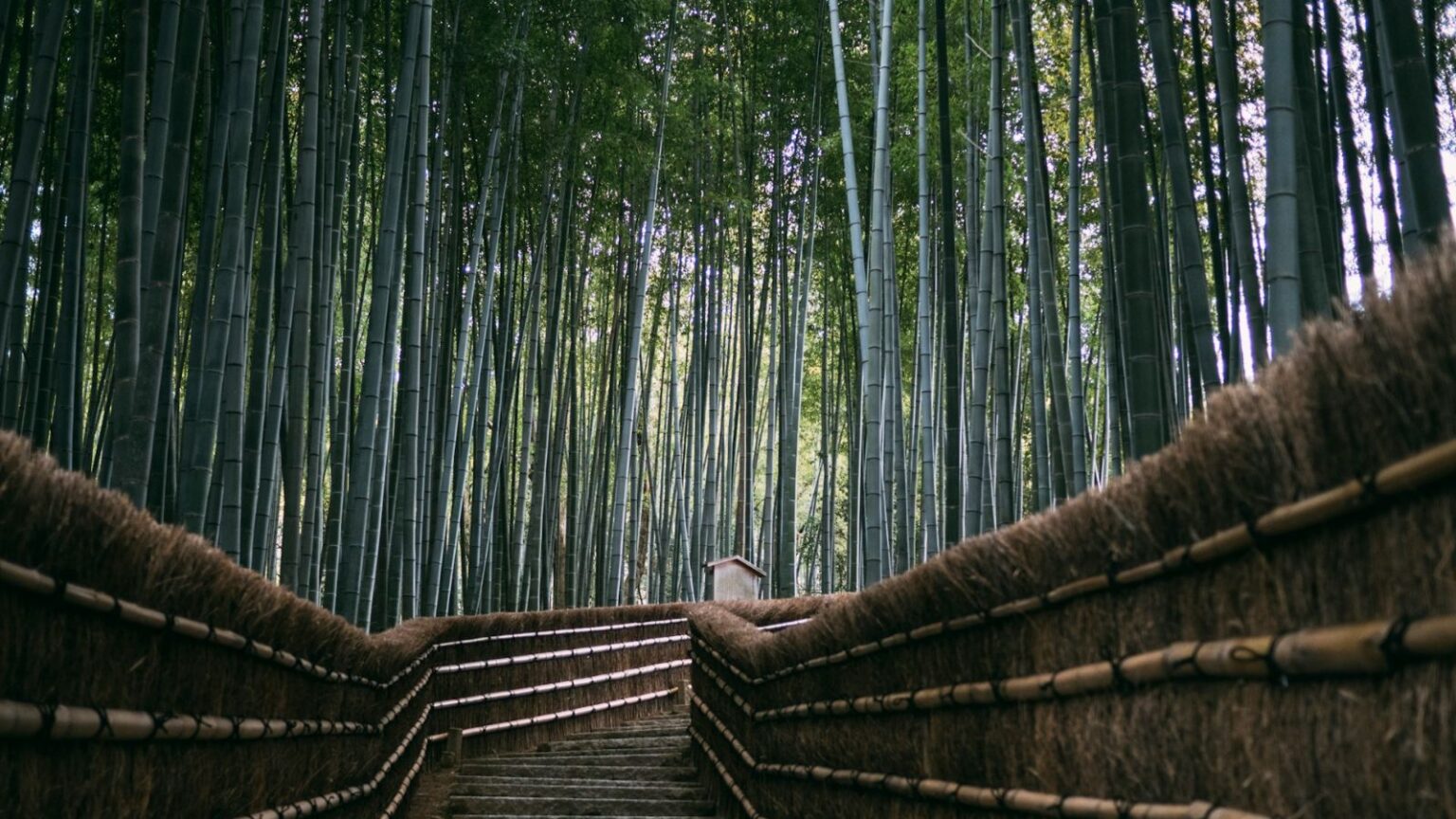 17 Most Beautiful Bamboo Forests Around the World - Eco Lodges Anywhere