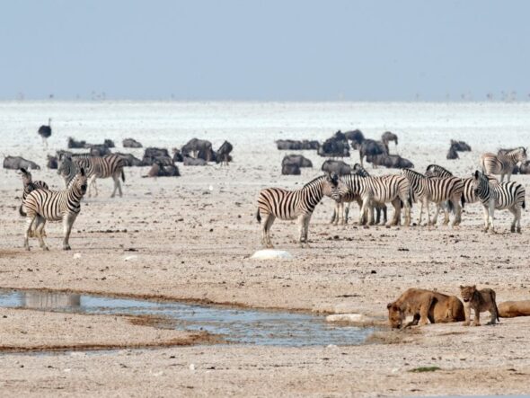 56 Salt Flats in 15 Countries - Eco Lodges Anywhere