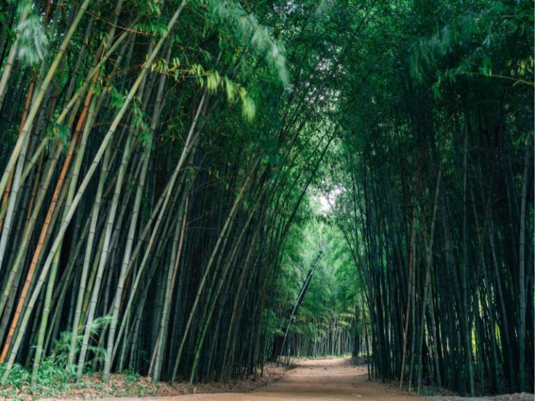 17 Most Beautiful Bamboo Forests Around the World - Eco Lodges Anywhere
