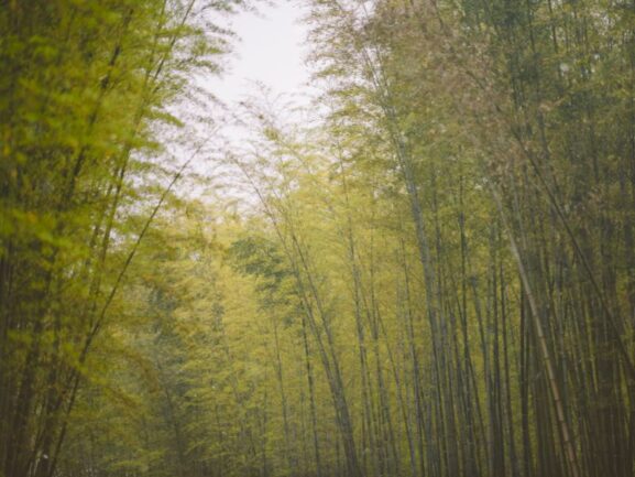 17 Most Beautiful Bamboo Forests Around the World - Eco Lodges Anywhere