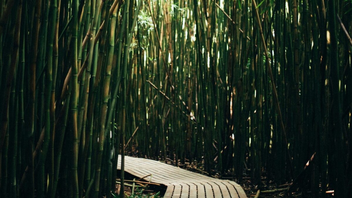17 Most Beautiful Bamboo Forests Around the World - Eco Lodges Anywhere