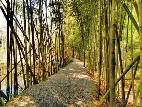 17 Most Beautiful Bamboo Forests Around the World - Eco Lodges Anywhere