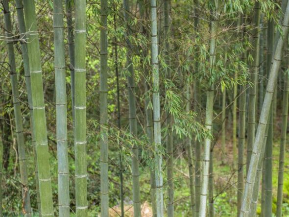 17 Most Beautiful Bamboo Forests Around the World - Eco Lodges Anywhere