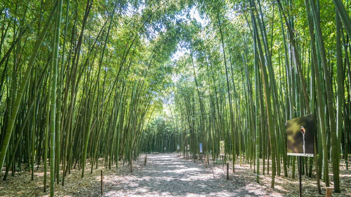 17 Most Beautiful Bamboo Forests Around the World - Eco Lodges Anywhere