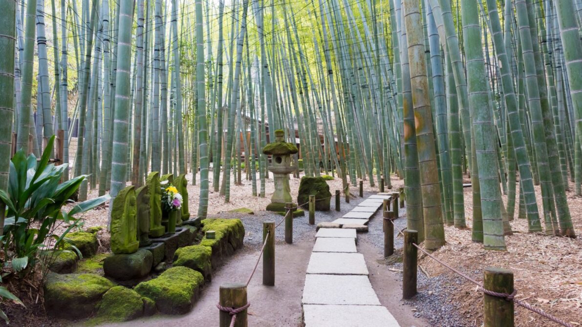 17 Most Beautiful Bamboo Forests Around the World - Eco Lodges Anywhere