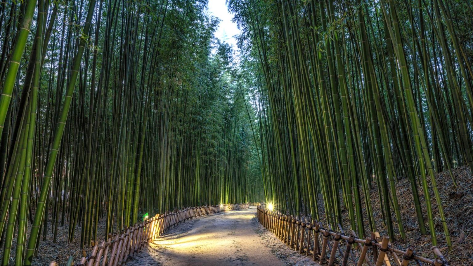 17 Most Beautiful Bamboo Forests Around the World - Eco Lodges Anywhere
