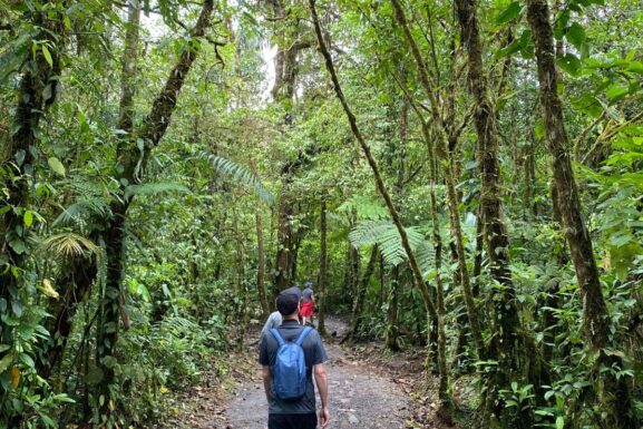What is Forest Bathing? 6 Countries 6 Different Forests - Eco Lodges ...