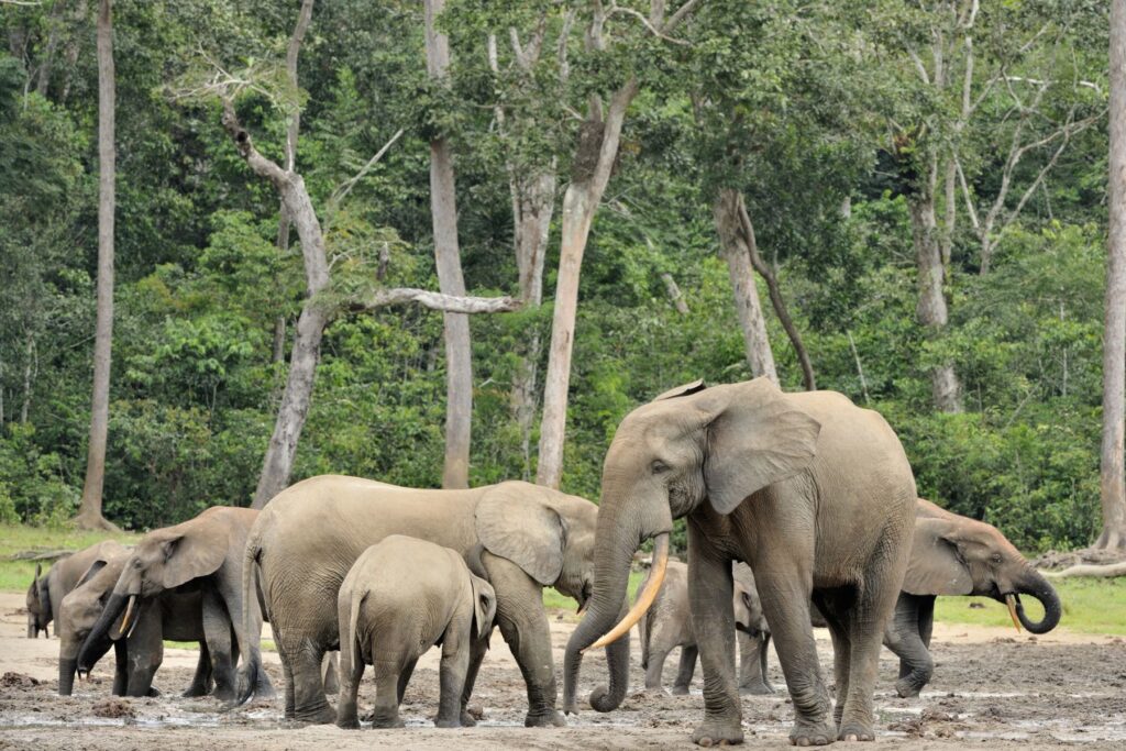 20 Most Iconic Safari Animals, Ranked by Population Numbers - Eco ...