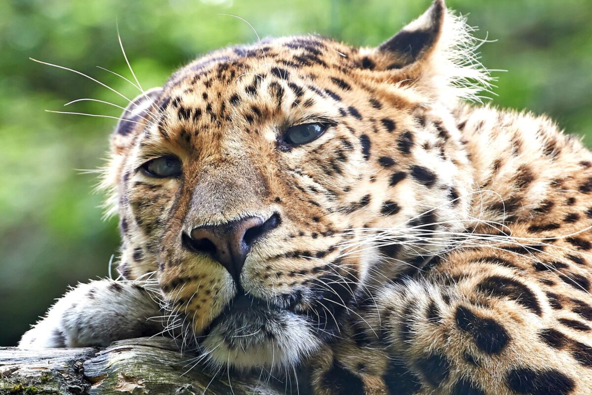 11 Rare Animals in the Wild, Best Places to Spot Them in 2026 - Eco ...